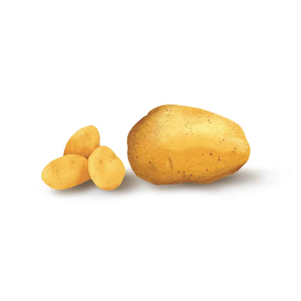 Ernährung - Kartoffelfacts - Kartoffel